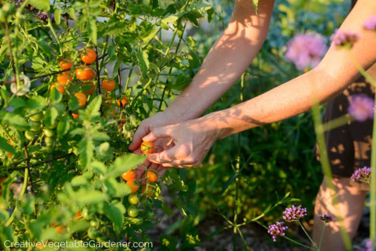 Creative Vegetable Gardener:Here's a Quick Way to Prune Indeterminate ...