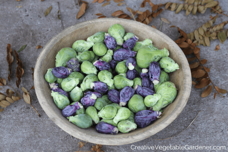 Creative Vegetable Gardener:Mastering Brussels Sprouts Growing Stages ...